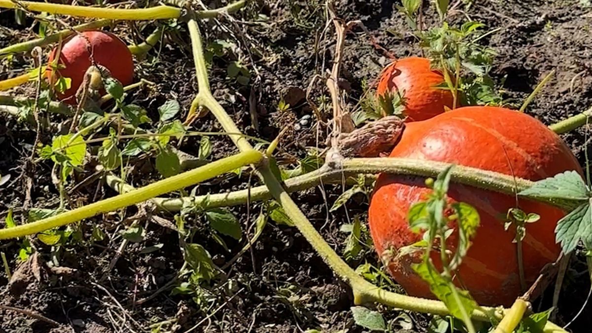 Heerlijke pompoenen in oktober, dat gaat zó - Omroep Gelderland