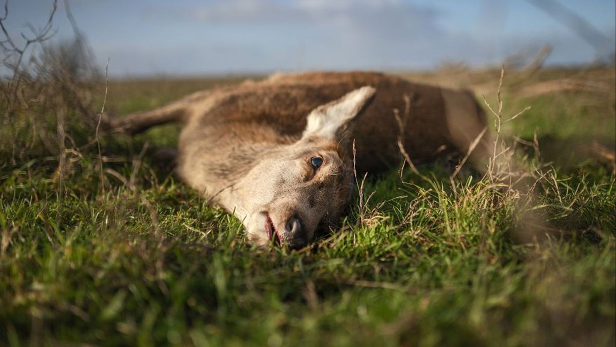 Genadeschot of dierenarts, wat doe je met een gewond wild dier ...