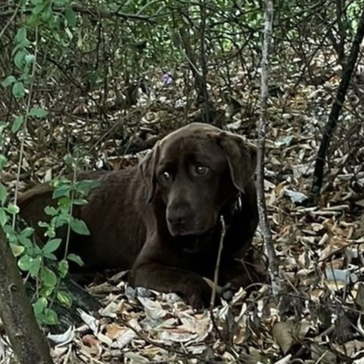 Na auto-ongeluk gevluchte labrador Shadow rent als een bezetene door ...
