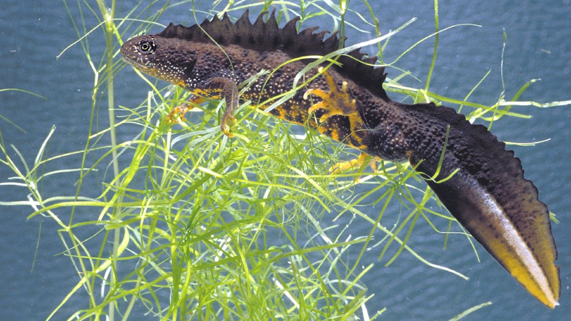 Onderzoek naar DNA van kamsalamanders in poelen: 'Drenthe doet het van ...