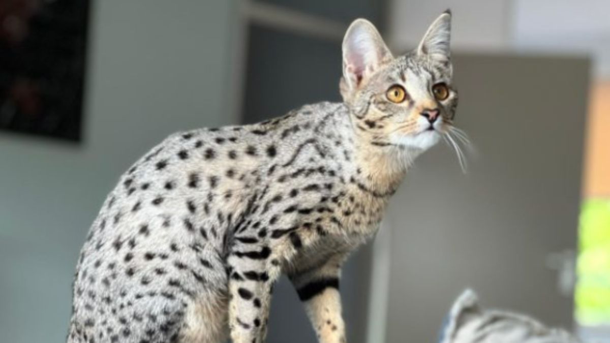 Geen servals of chinchilla's meer houden of fokken: honderden ...