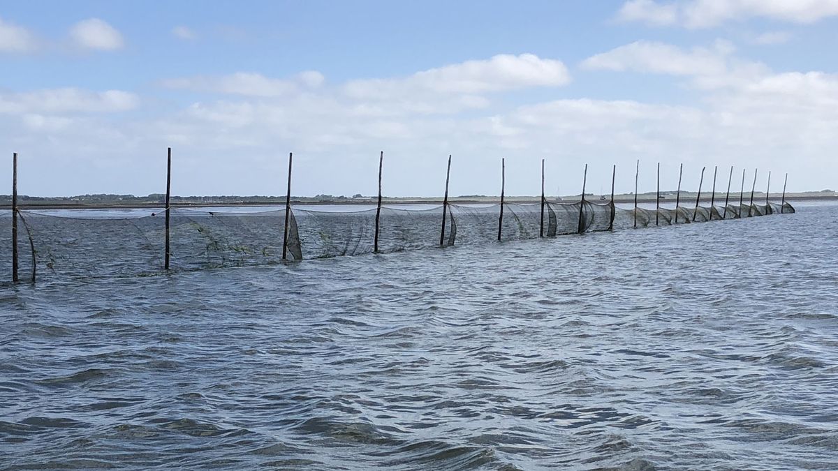 Onderzoek naar vis in de oostelijke Waddenzee van start - RTV Noord