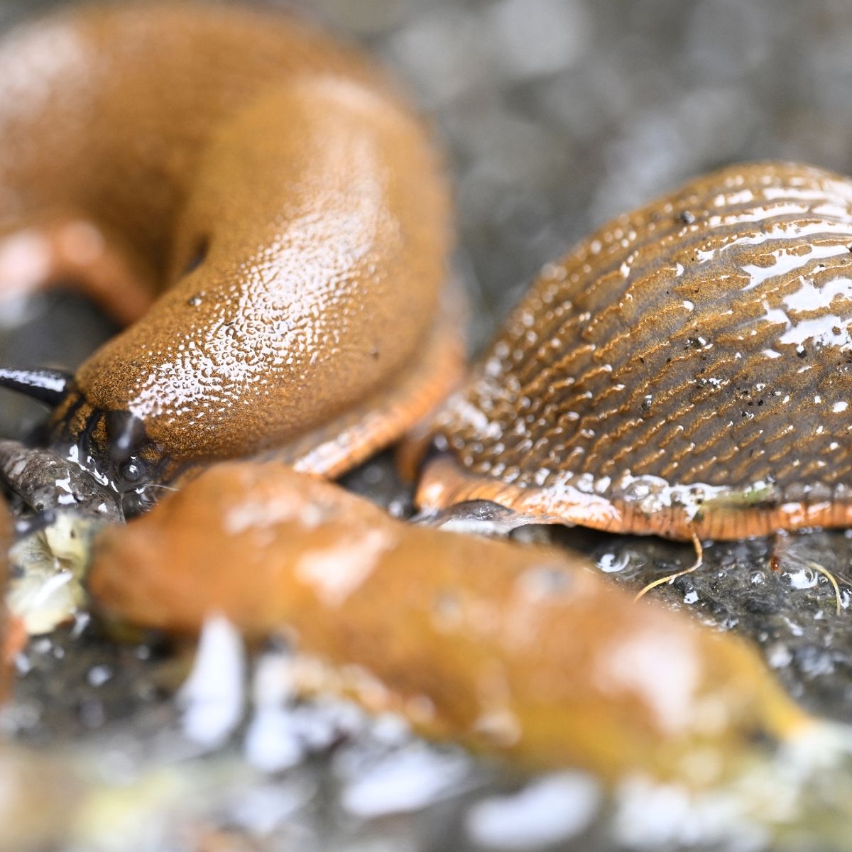 Wat te doen tegen al die slakken? 'Maak je tuin aantrekkelijk voor ...