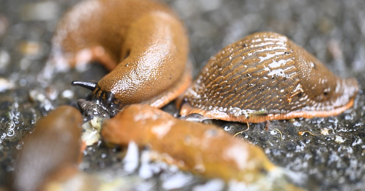Wat te doen tegen al die slakken? 'Maak je tuin aantrekkelijk voor ...