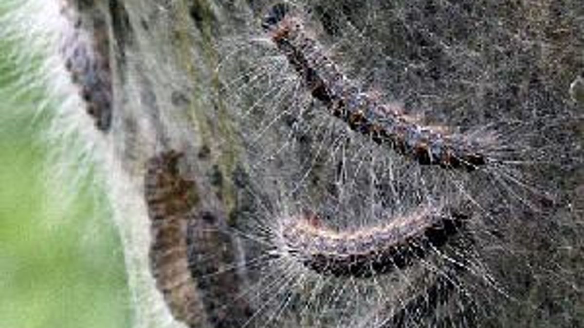 Overlast eikenprocessierups houdt aan - RTV Drenthe