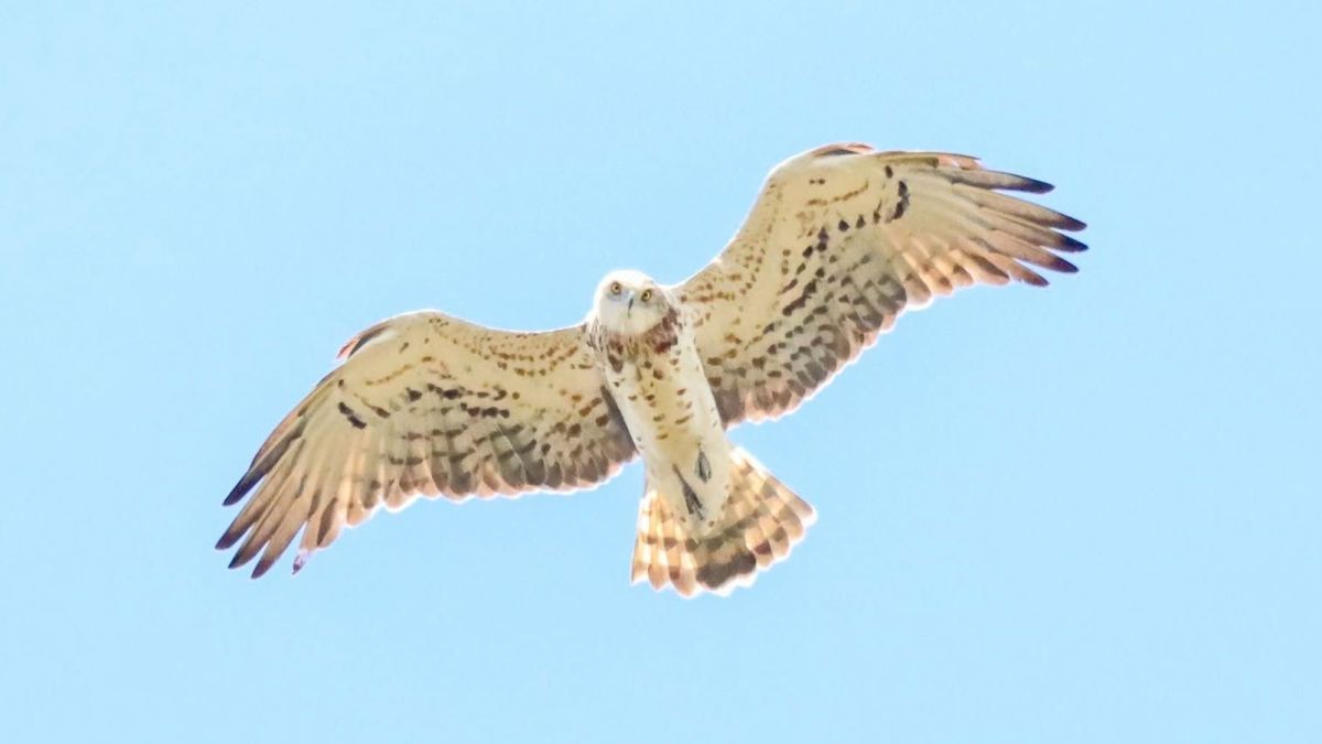 Bijzondere vogel rukt op: 'Slurpt slang als spaghetti op' - Omroep ...