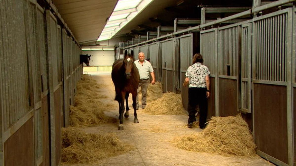 Annette en Hans zijn al een goed koppel met de paarden - Omroep Zeeland
