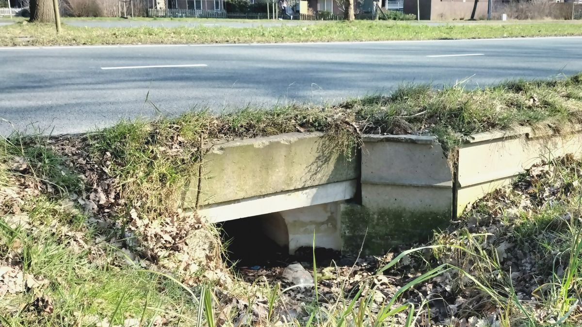 Tunnel voor dieren ligt op verkeerde plek en loopt vol water, gemeente ...