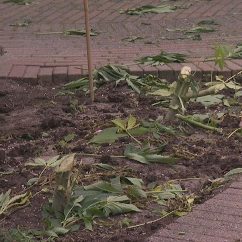 Zwartewaterland vraagt Tweede Kamer om oplossing kweek medicinale wiet ...