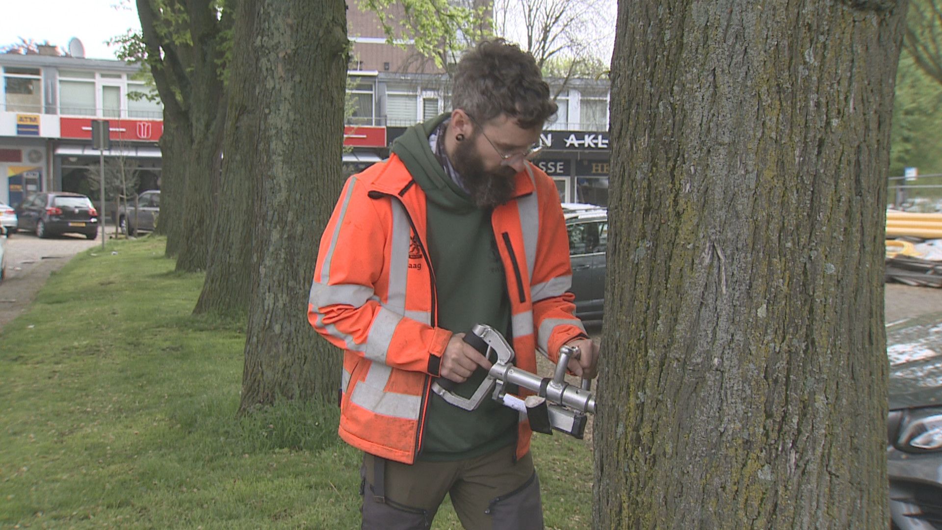 Grote injectiespuit en meerdere prikjes: zo worden de Haagse iepen ...