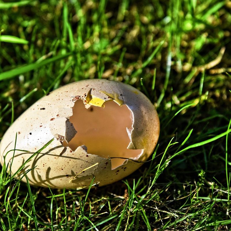 Een eitje in Chris Natuurlijk van 19 april - Rijnmond