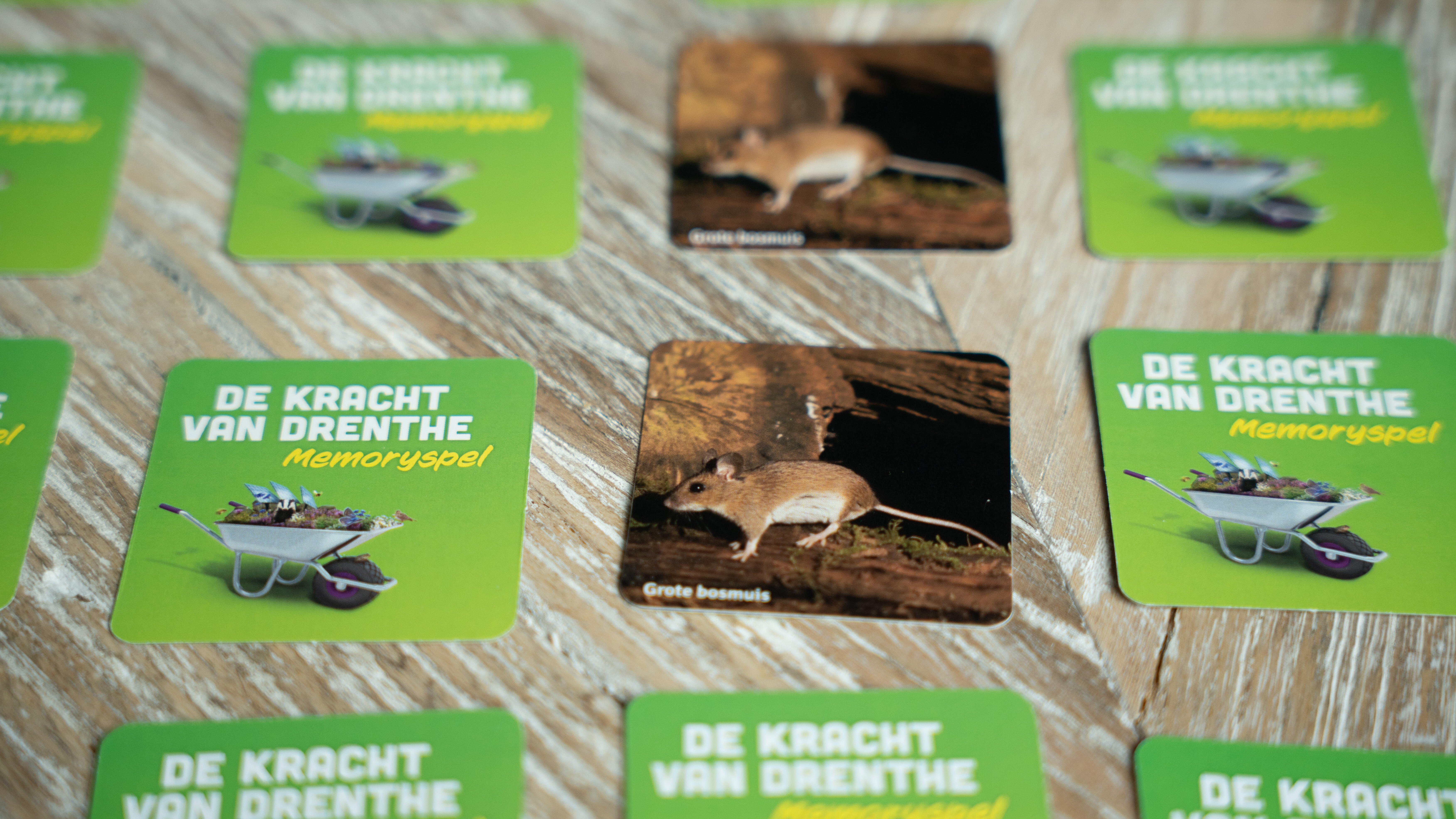 Vanuit het zuiden van Limburg verovert de grote bosmuis het land - RTV ...