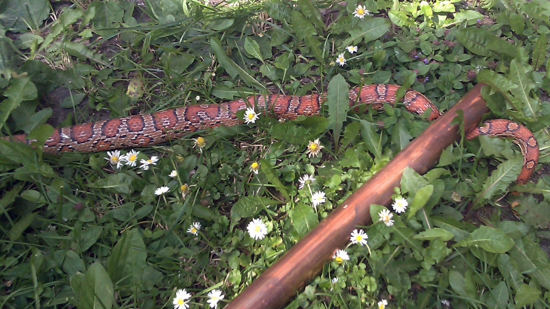Buurtnatuurgebied bij Eelde wordt slangenwalhalla - RTV Noord