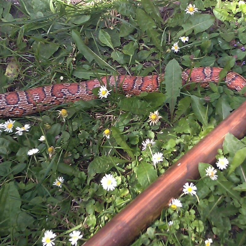 Buurtnatuurgebied bij Eelde wordt slangenwalhalla - RTV Noord