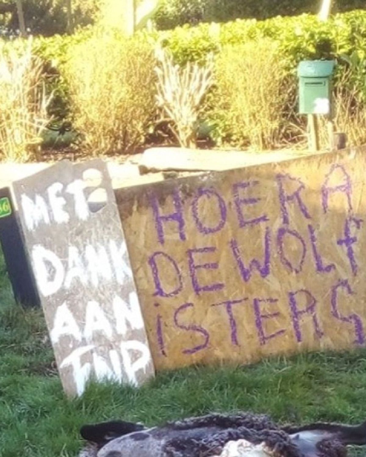 Boer legt uit frustratie dode schapen langs de weg: 'Hoera de wolf is ...