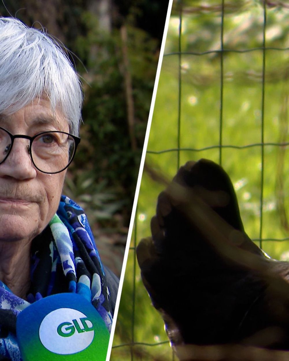 Kippen in de tuin, eieren bij het afval: 'Eten kan echt niet meer ...