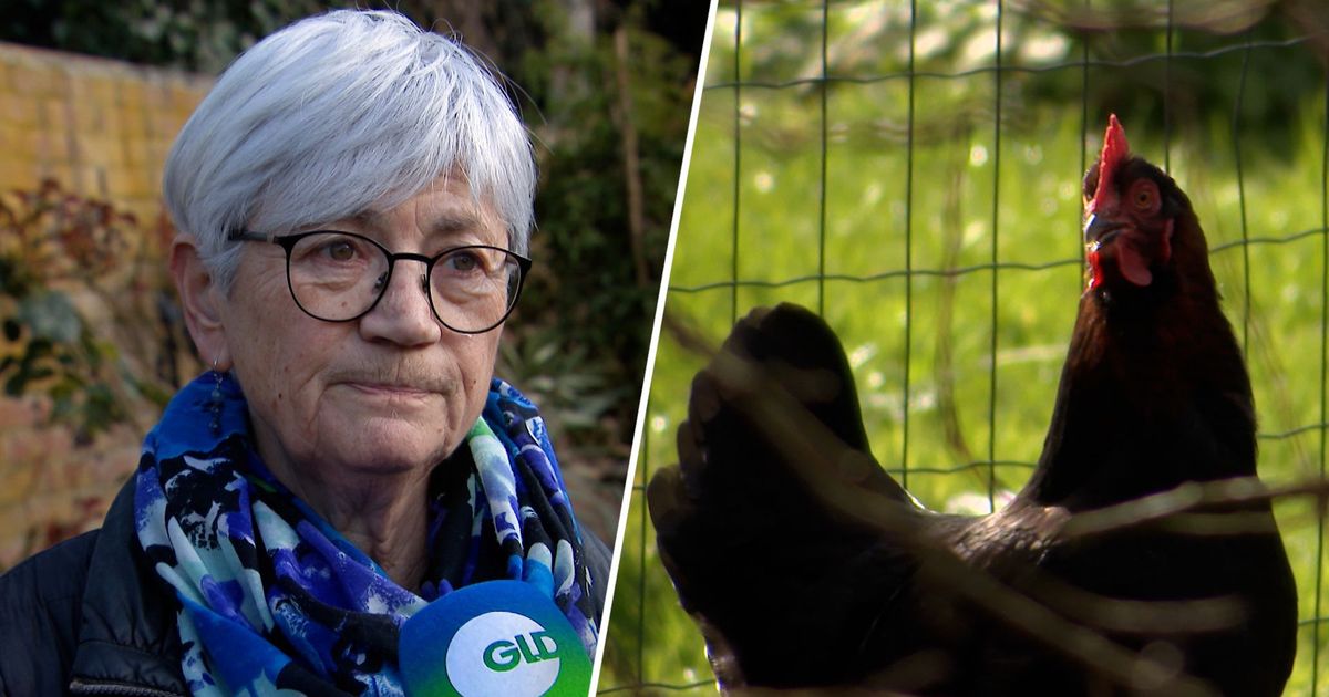 Kippen in de tuin, eieren bij het afval: 'Eten kan echt niet meer ...