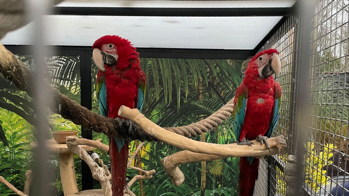 Video: Papegaai Coco weer thuis bij vriendinnetje Kiki - RTV Utrecht