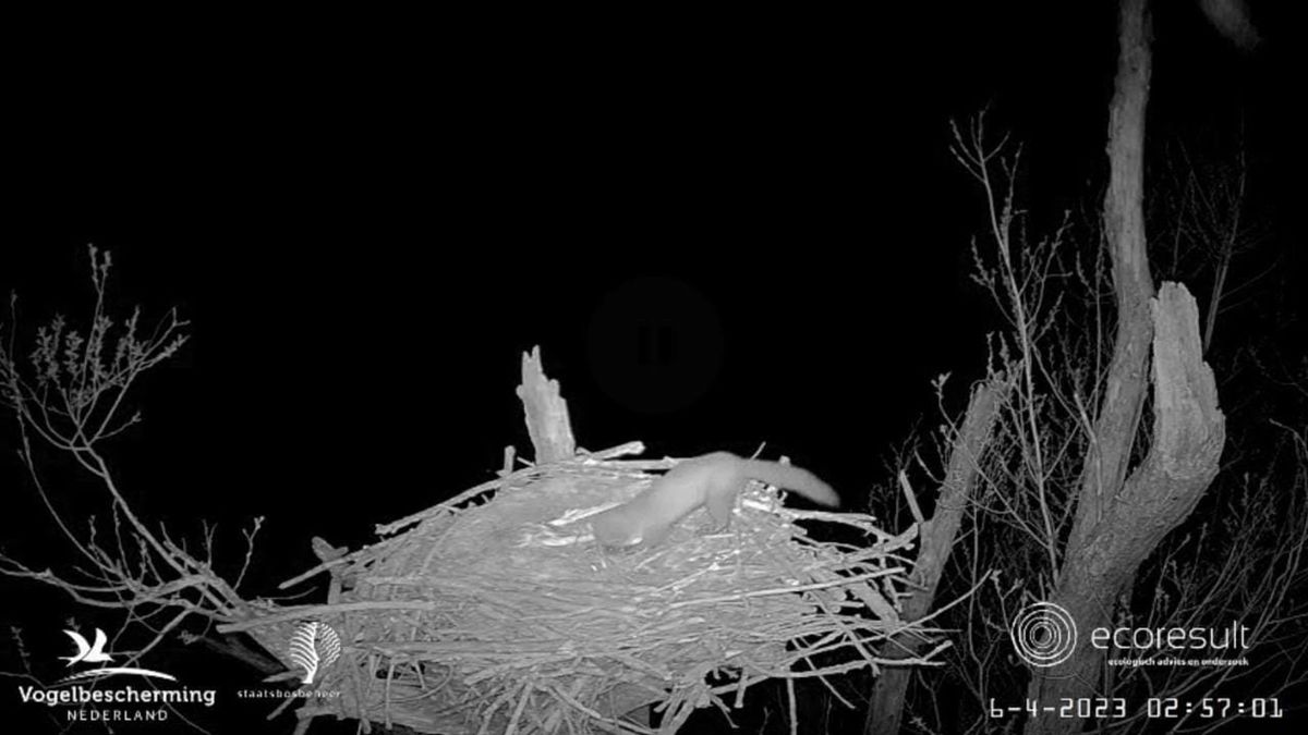 Boommarter vreet eieren van gans op die het oude nest van de visarend ...