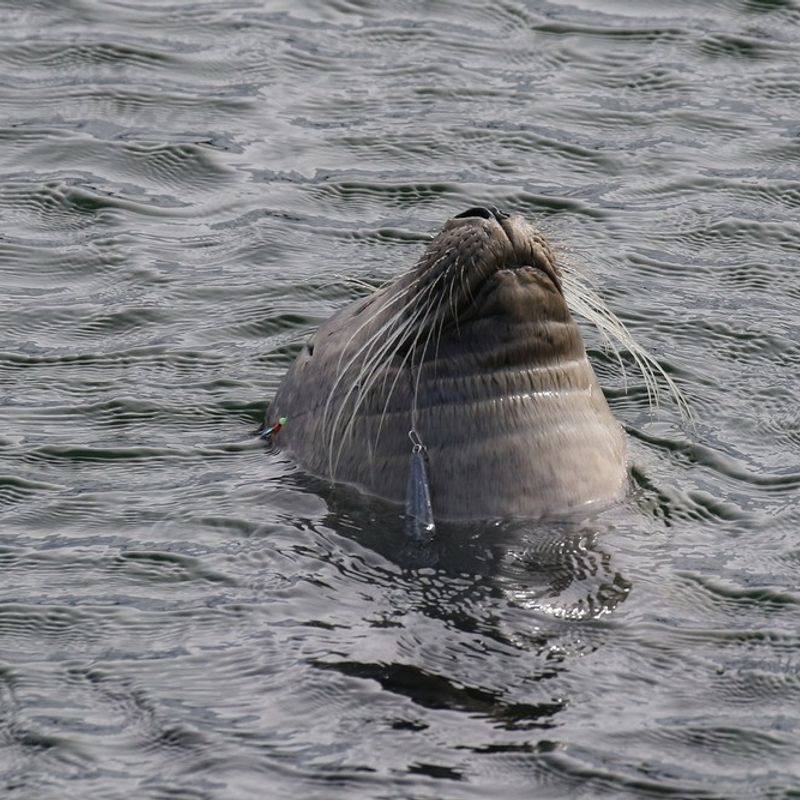 Zeehonden steeds vaker verstrikt in zwerfafval: ruim je rommel op ...