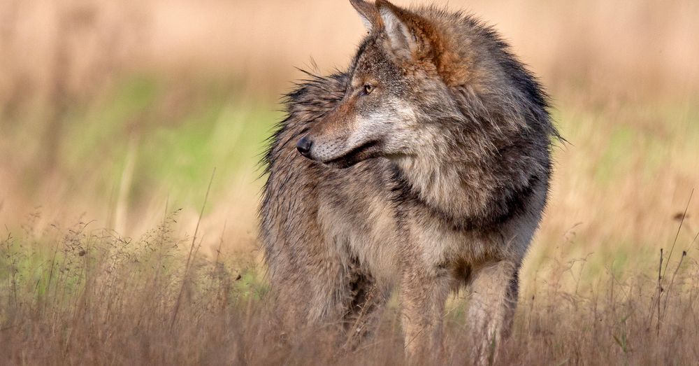Steun voor wolf in Drenthe neemt nog verder af: 56 procent tegen wolf ...
