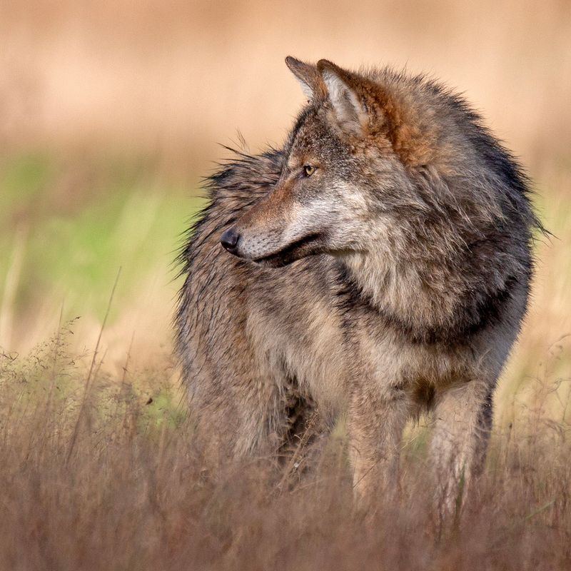 Steun voor wolf in Drenthe neemt nog verder af: 56 procent tegen wolf ...