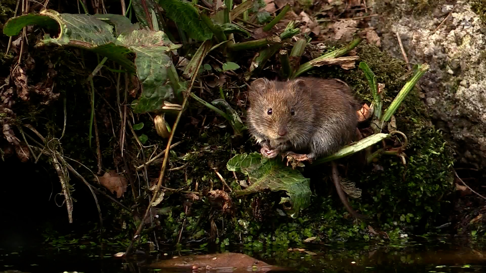 Eddy Zoëy over muizen: 'Superbelangrijk voor ons hele ecosysteem' - RTV ...