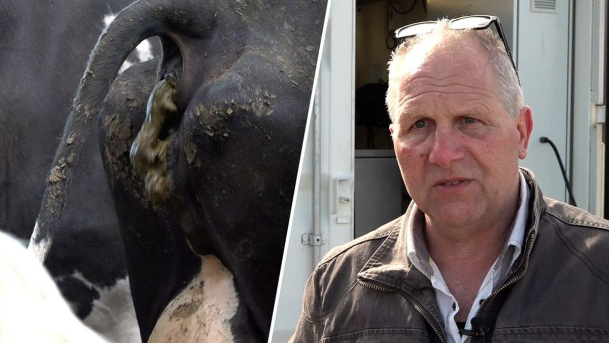 Poepende koeien moeten complete wijk van stroom voorzien - Omroep ...