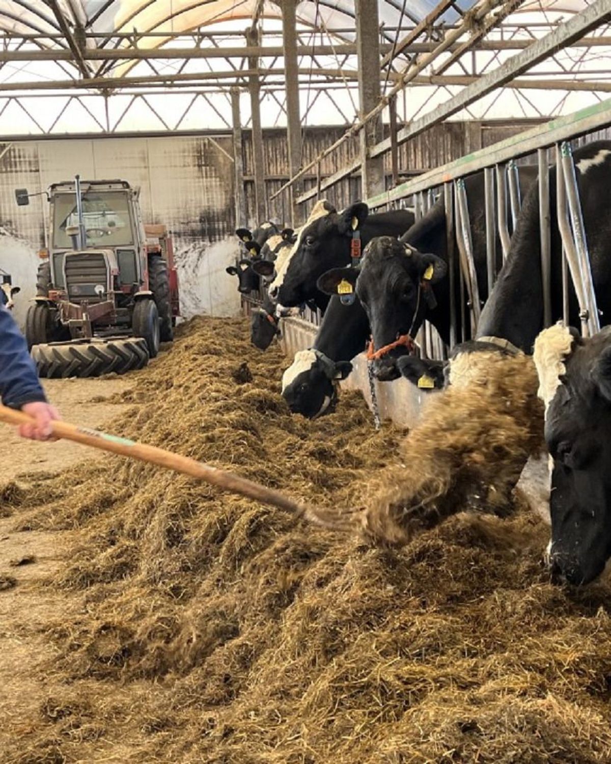 Het huis verwarmen met melk, boer Feitze Cnossen uit Wirdum doet het ...