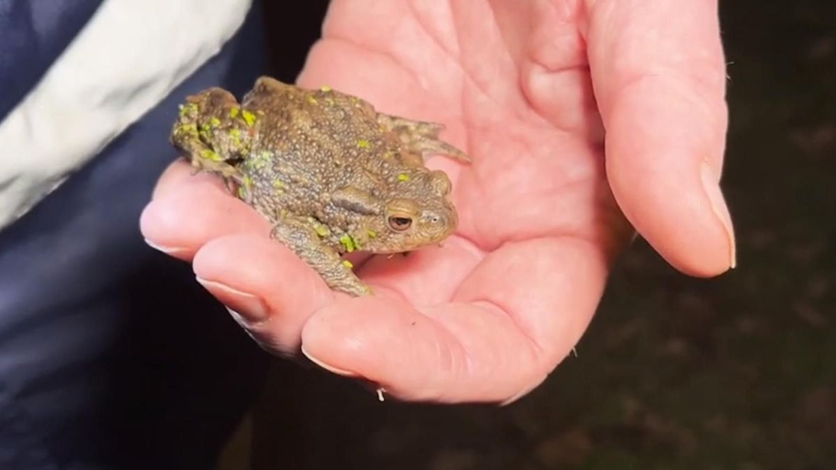 Dit is hoe vrijwilligers honderden padden van de dood redden - Rijnmond