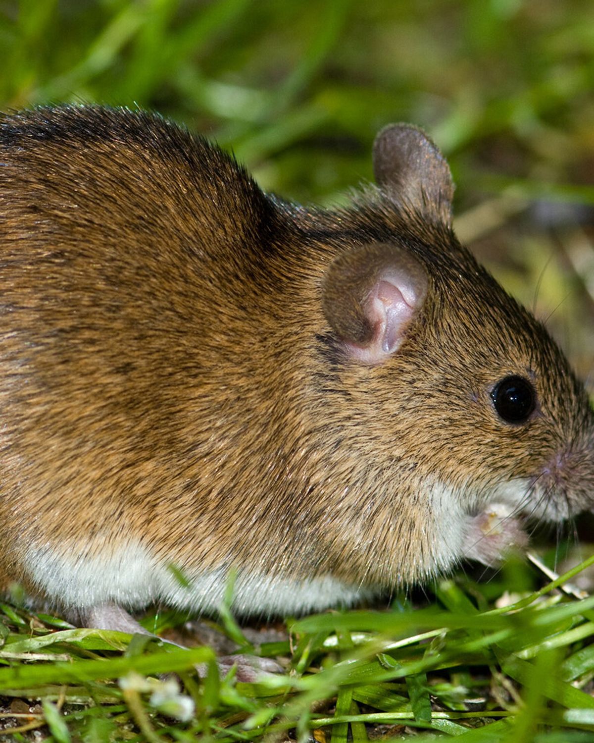 Veldmuizen hebben na goed jaar veel last van het weer - Omrop Fryslân