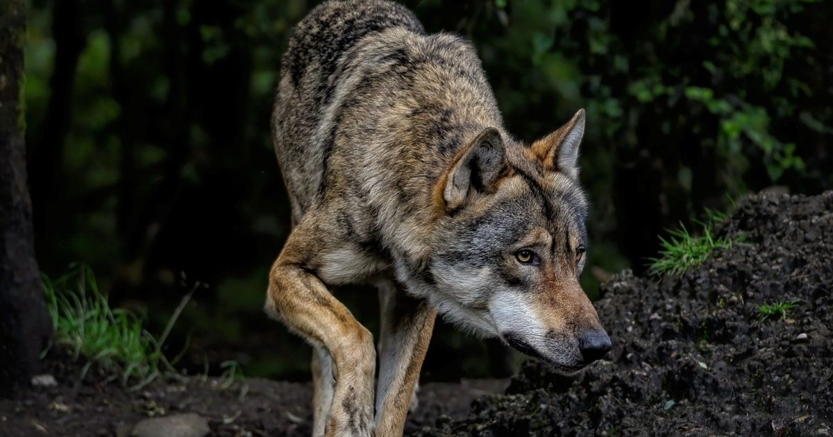 Dna-onderzoek: wolf liep kind in Austerlitz omver, maar geen ...