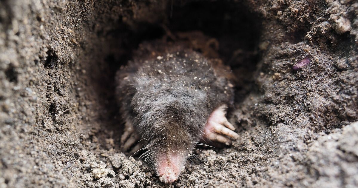 1.593 molshopen geteld in Drenthe tijdens de nationale mollentelling ...