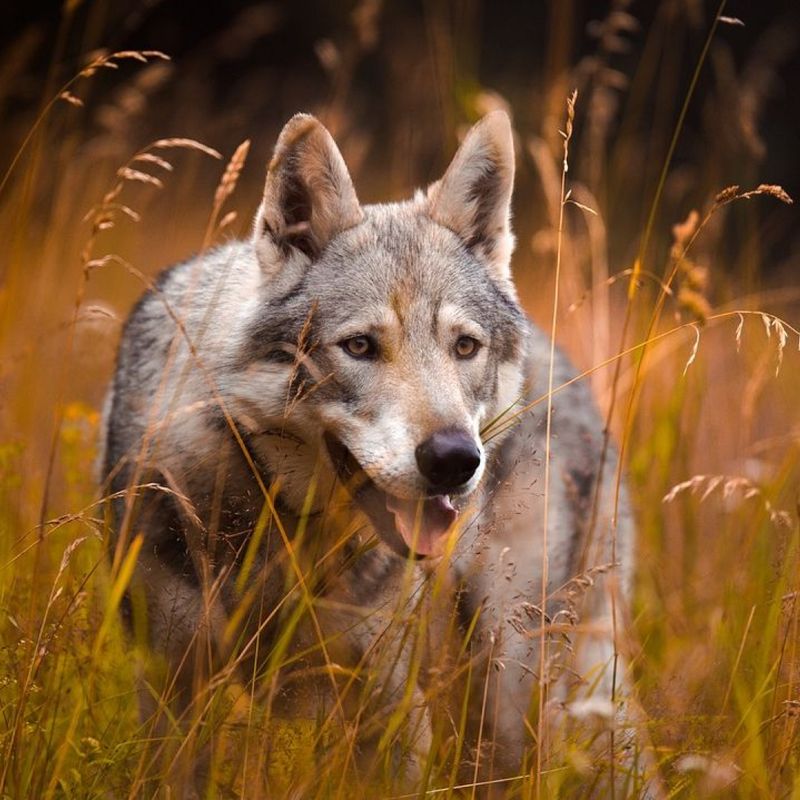 Jagers verwelkomen wolf: 'Kan helpen in wildbeheersing' - Omroep Gelderland