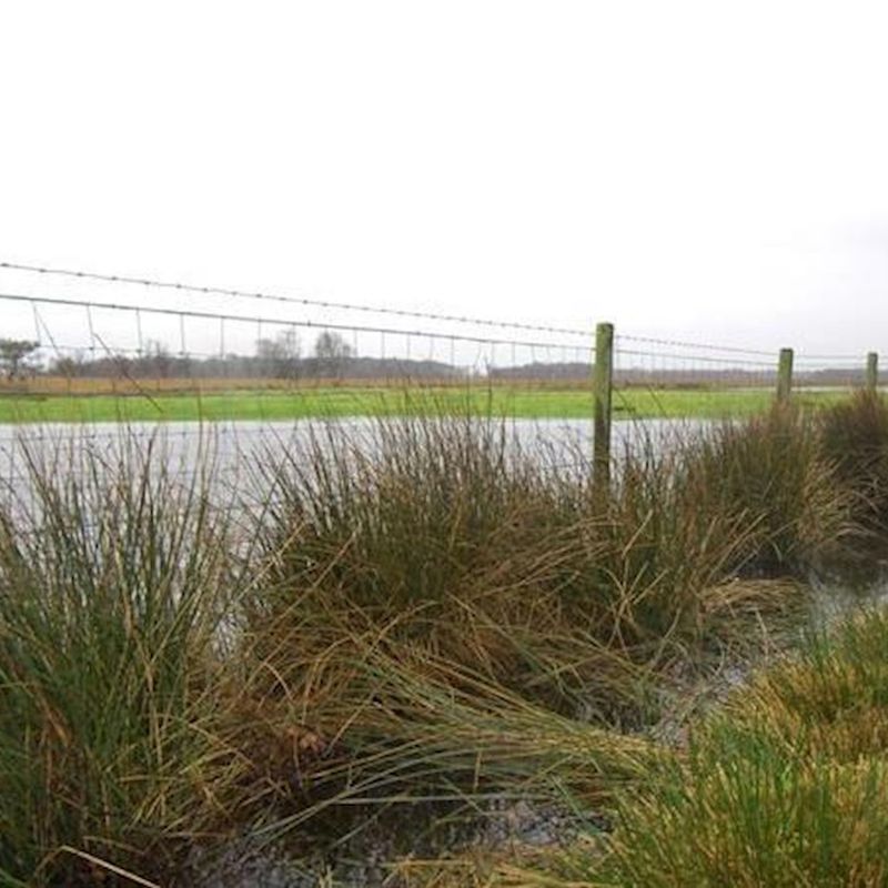 Wierdense Veld wordt aangewezen als Natura 2000-gebied - Oost