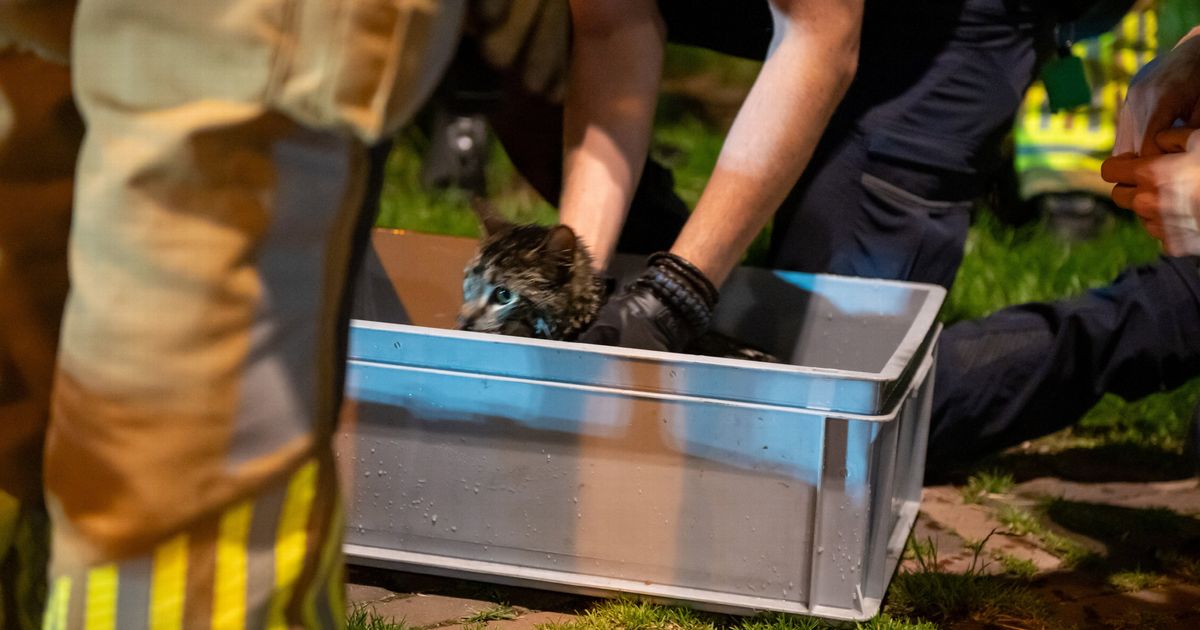 Kat Rein wie alve dagen fermist, brânwacht Snits rêdt him mei in ...