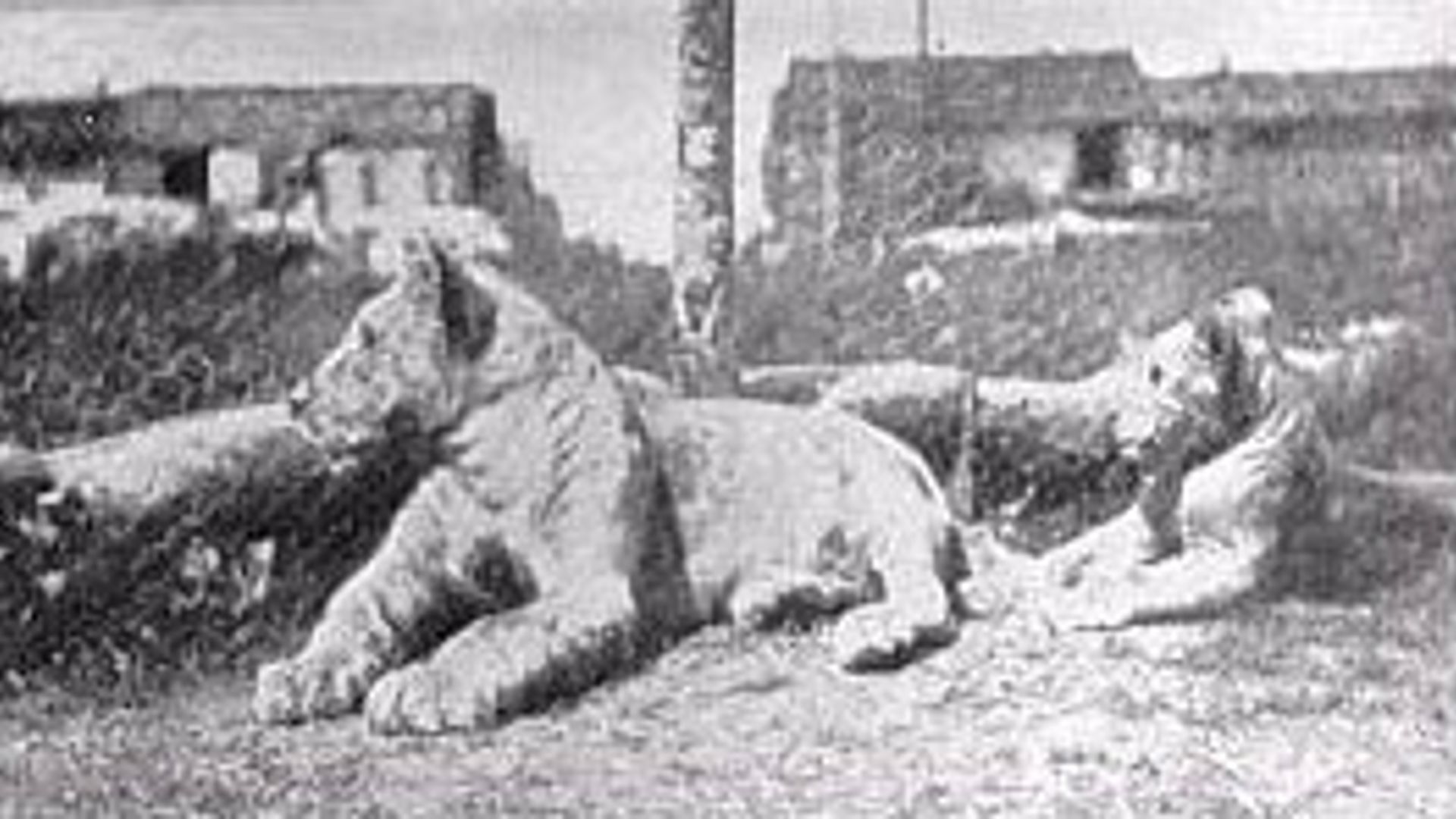Honden, duiven, een beer en een leeuw: dit waren de meest opvallende ...