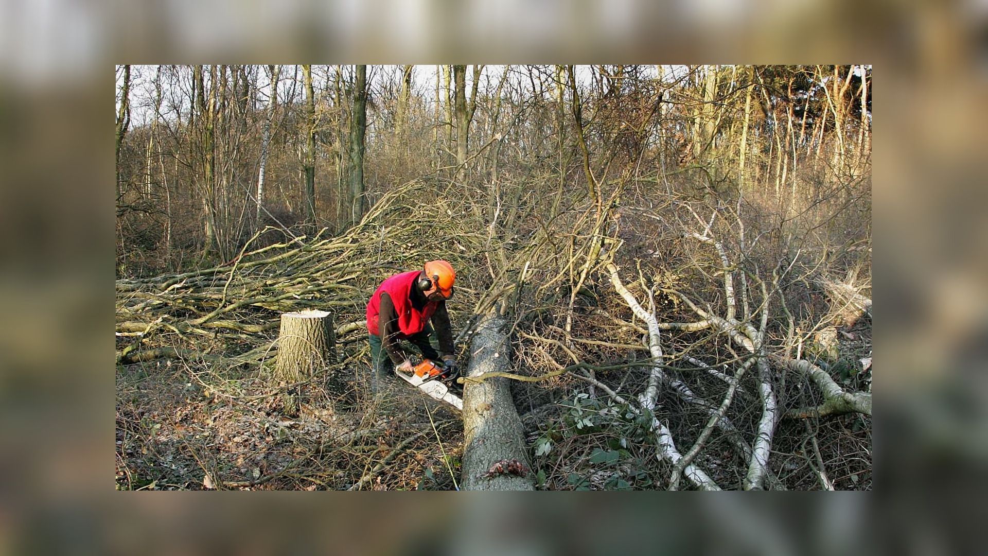Natuurmonumenten: minder bomen kappen, gekapt bos compenseren - Omrop ...