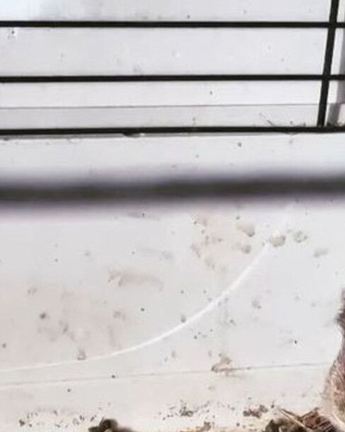 Boete van 500 euro voor verwaarloosde cavia's - Omroep Zeeland