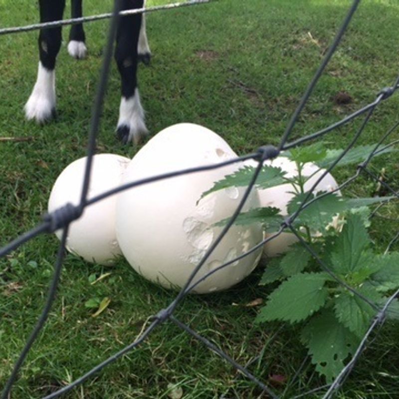 Wat zijn die gekke grote witte ballen in de wei? - Omroep Zeeland