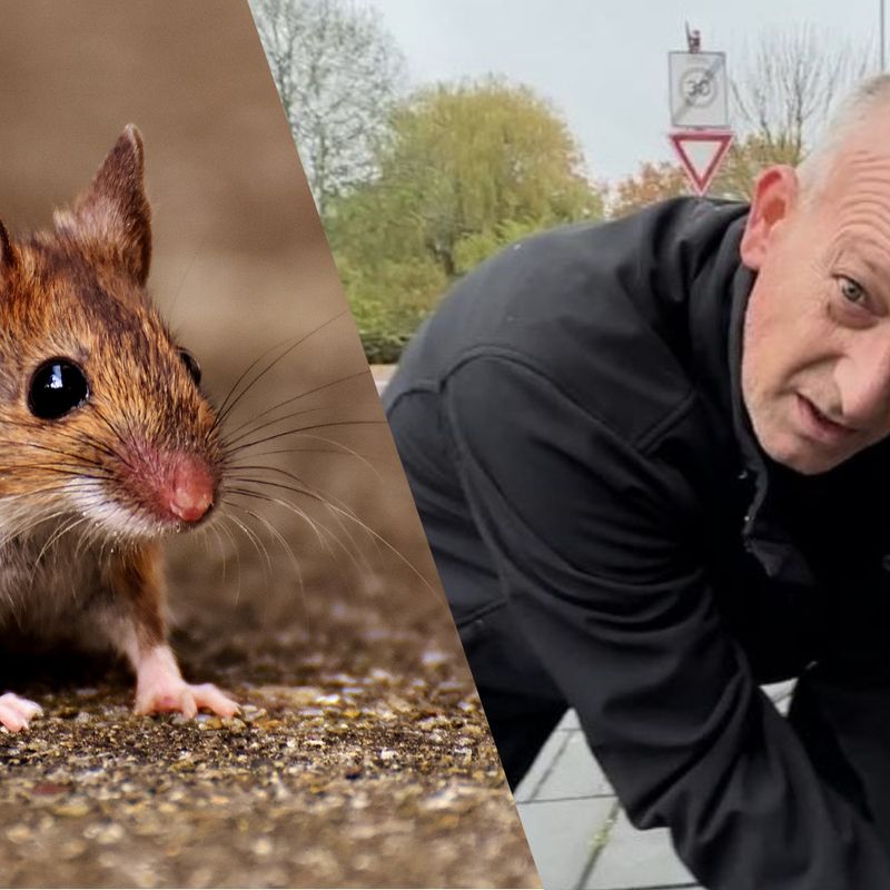 Ongediertebestrijder waarschuwt: 'Er zijn ontiegelijk veel muizen en ...