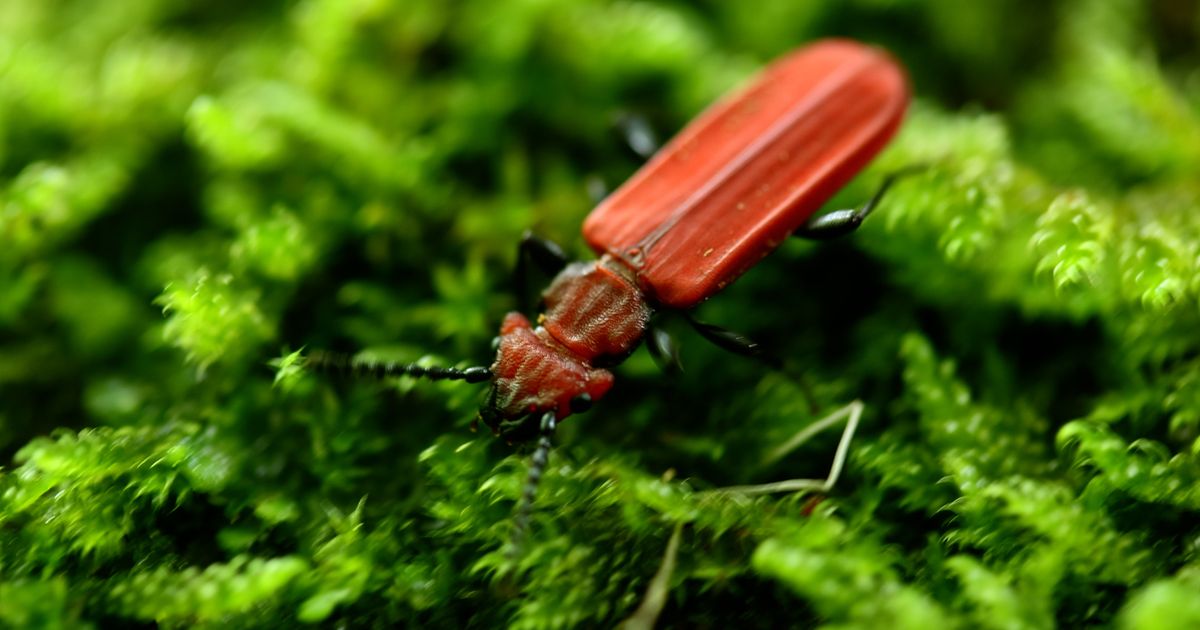 Vermiljoenkevers zijn gek op vers dood hout, Natuurlijk Zoëy de Podcast ...