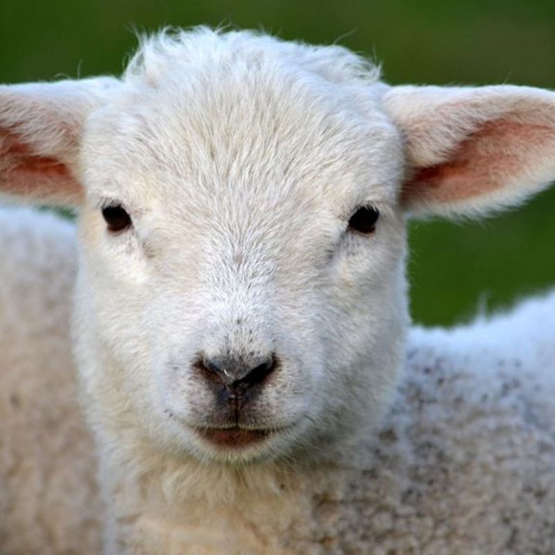 Boerin Monique staat versteld na bevalling schaap: 'Dit is nog nooit ...