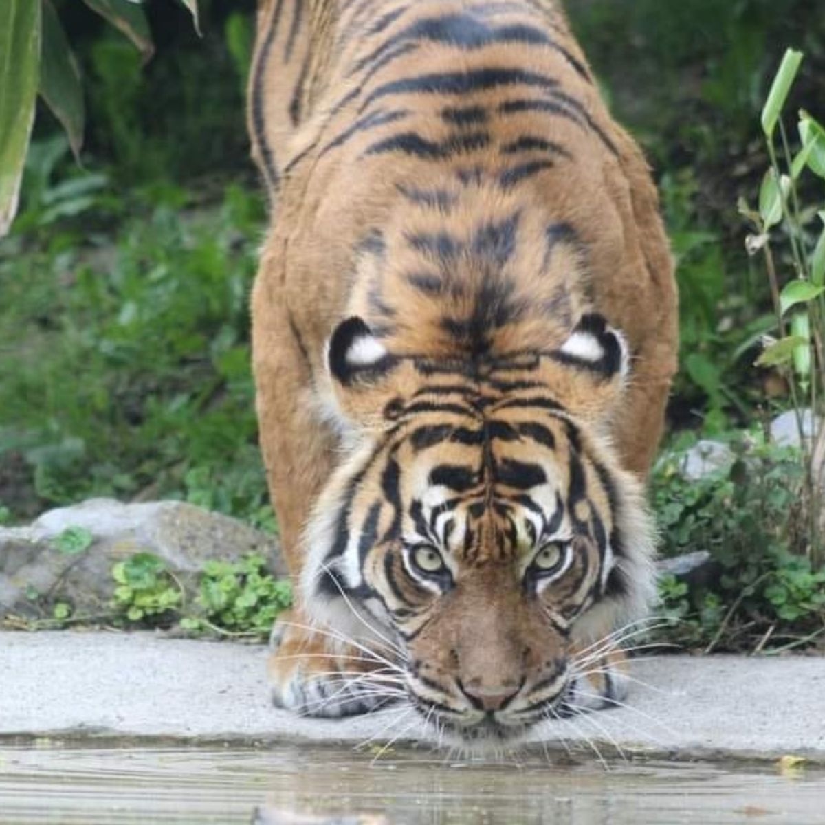 5,5 miljoen euro verlies voor Diergaarde Blijdorp, directeur eerder ...