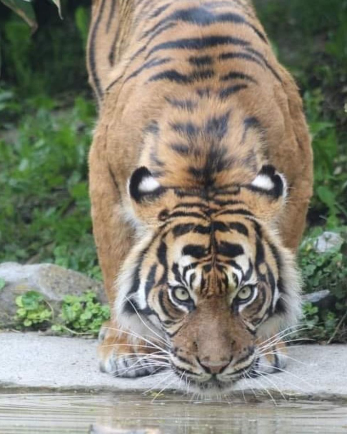 Nieuwe stoeipoes in Blijdorp, tijgerin aangekomen om voor kleintjes te ...