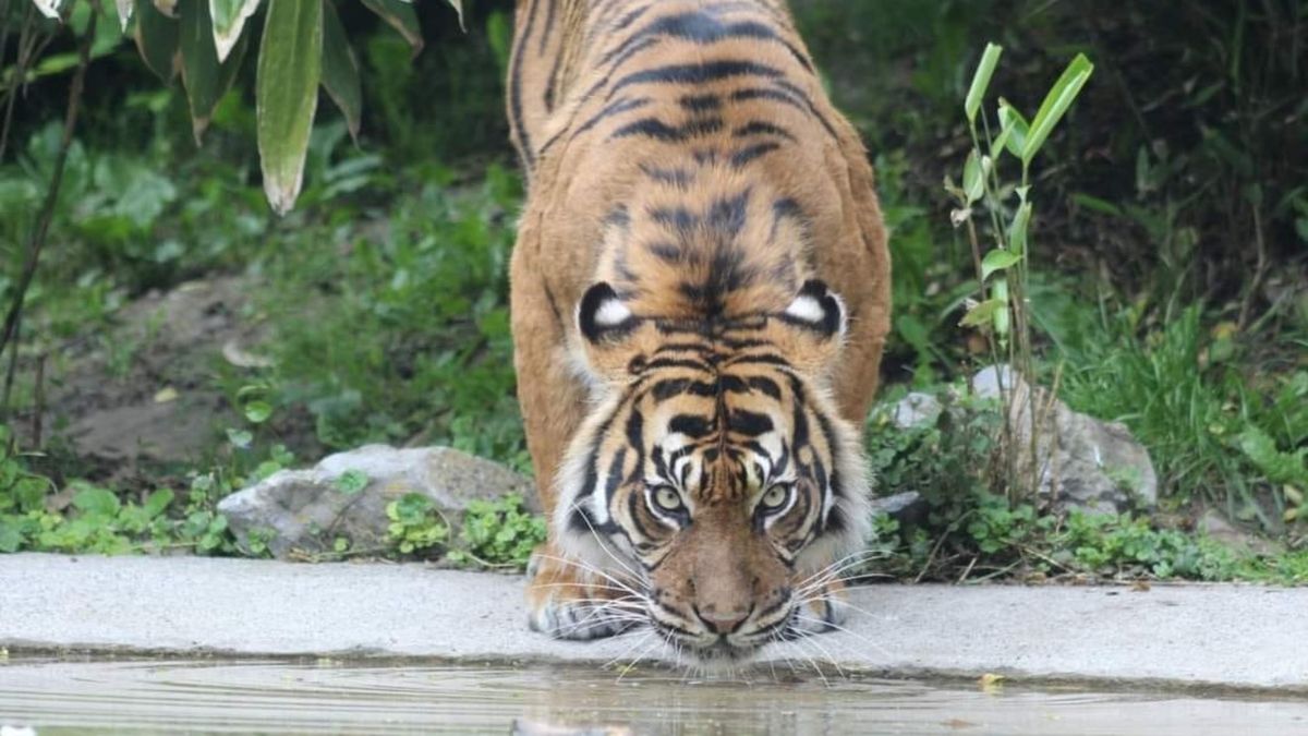 Nieuwe stoeipoes in Blijdorp, tijgerin aangekomen om voor kleintjes te ...