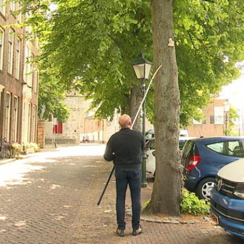 Dit is waarom er zakjes in de bomen hangen op Schouwen-Duiveland ... Dit is waarom er zakjes in de bomen hangen op Schouwen-Duiveland ...
