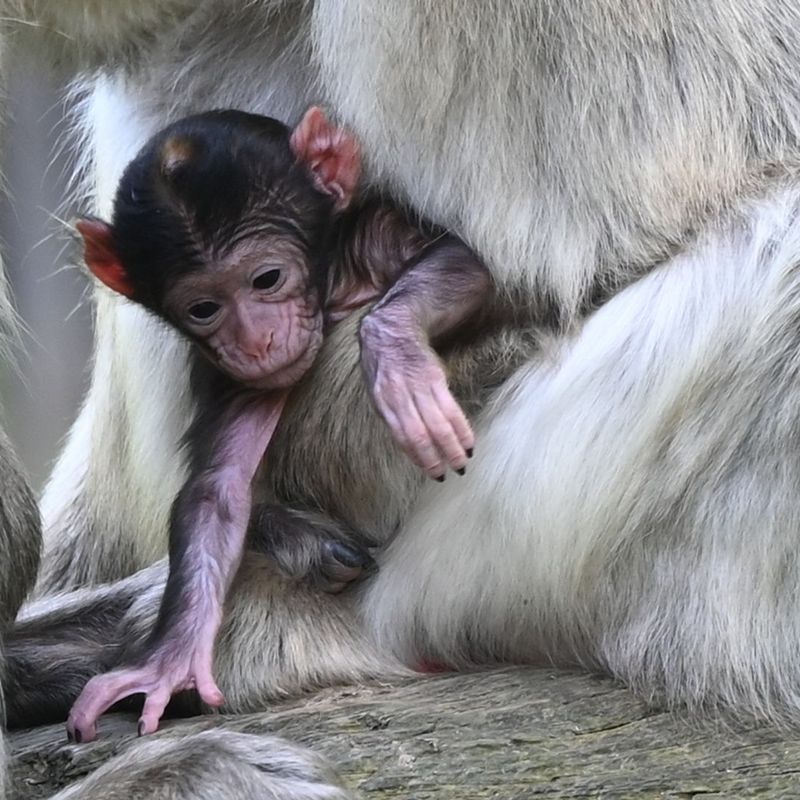 Berberapen geboren in GaiaZOO: 'Nieuwe mijlpaal' - L1 Nieuws