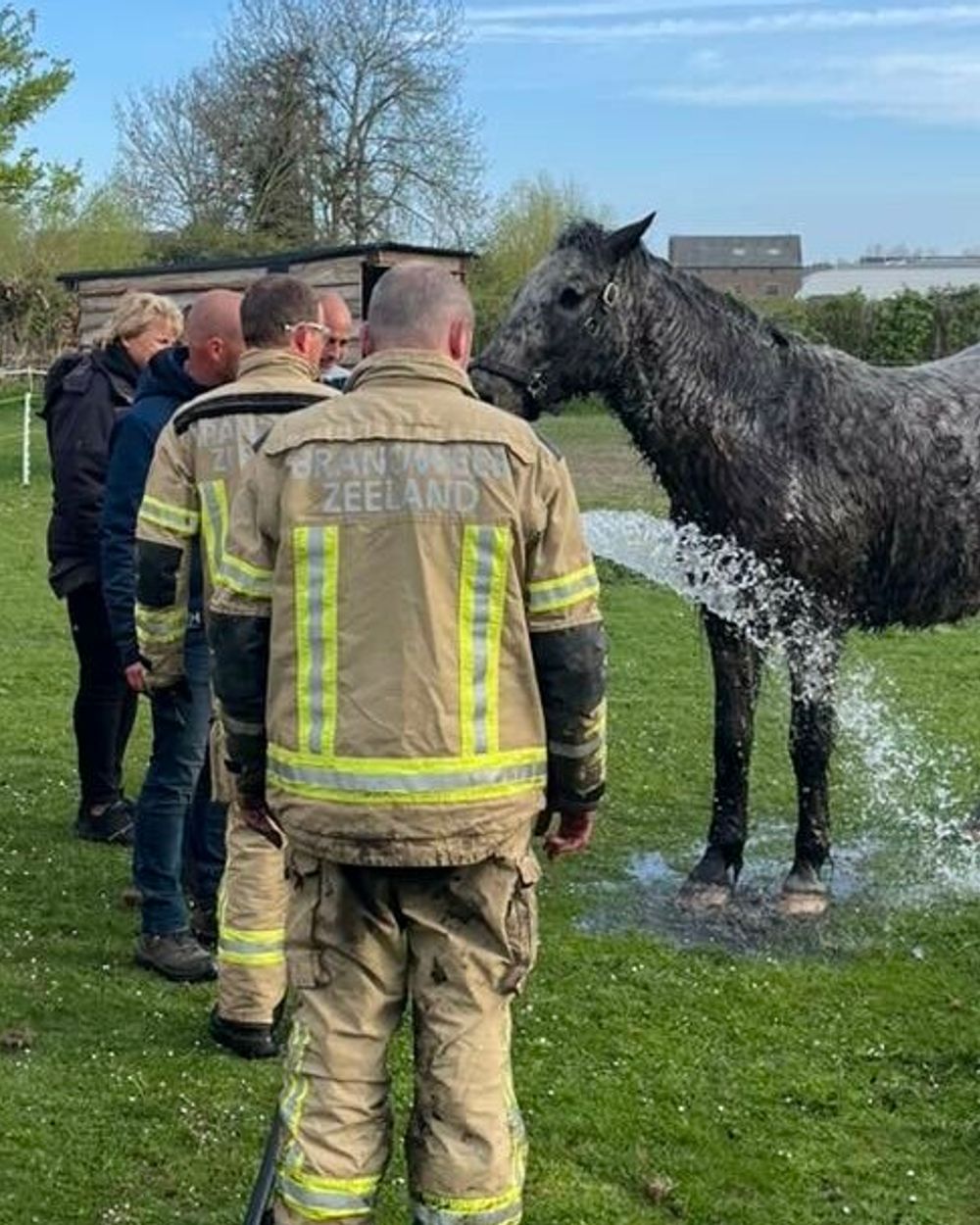 Brandweer en dierenarts redden paard uit de sloot - Omroep Zeeland
