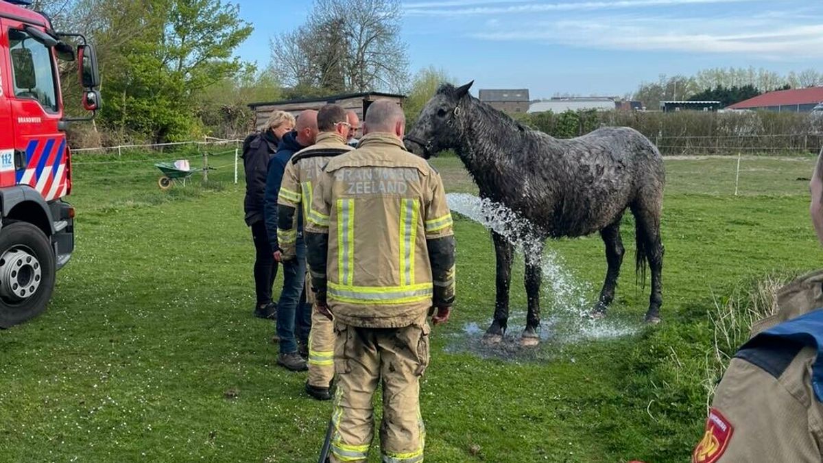 Brandweer en dierenarts redden paard uit de sloot - Omroep Zeeland
